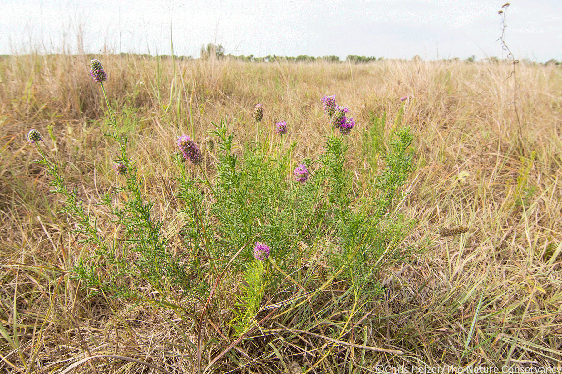 Drought Returns to the Platte River Prairies | The Prairie Ecologist