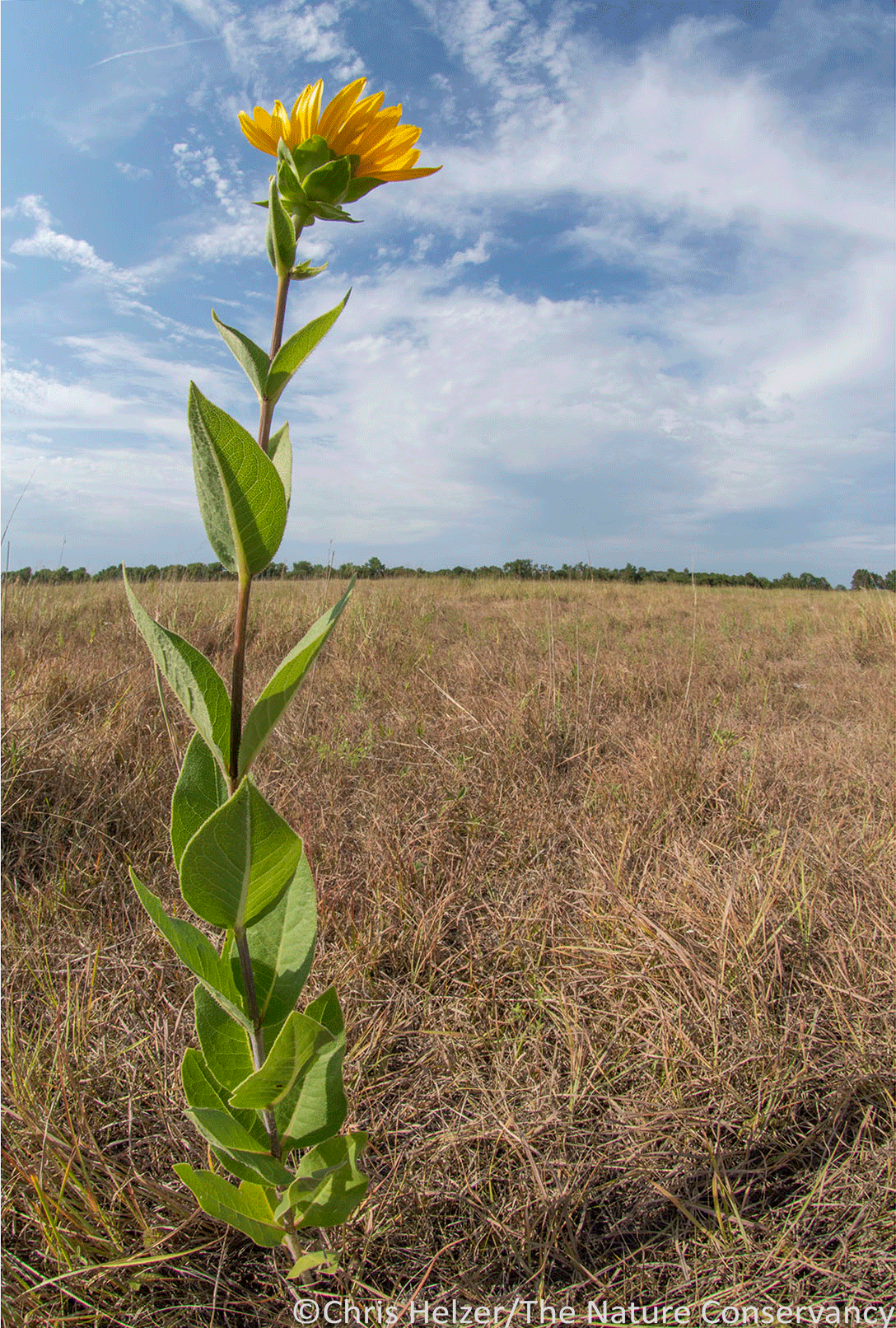 Drought Returns to the Platte River Prairies | The Prairie Ecologist