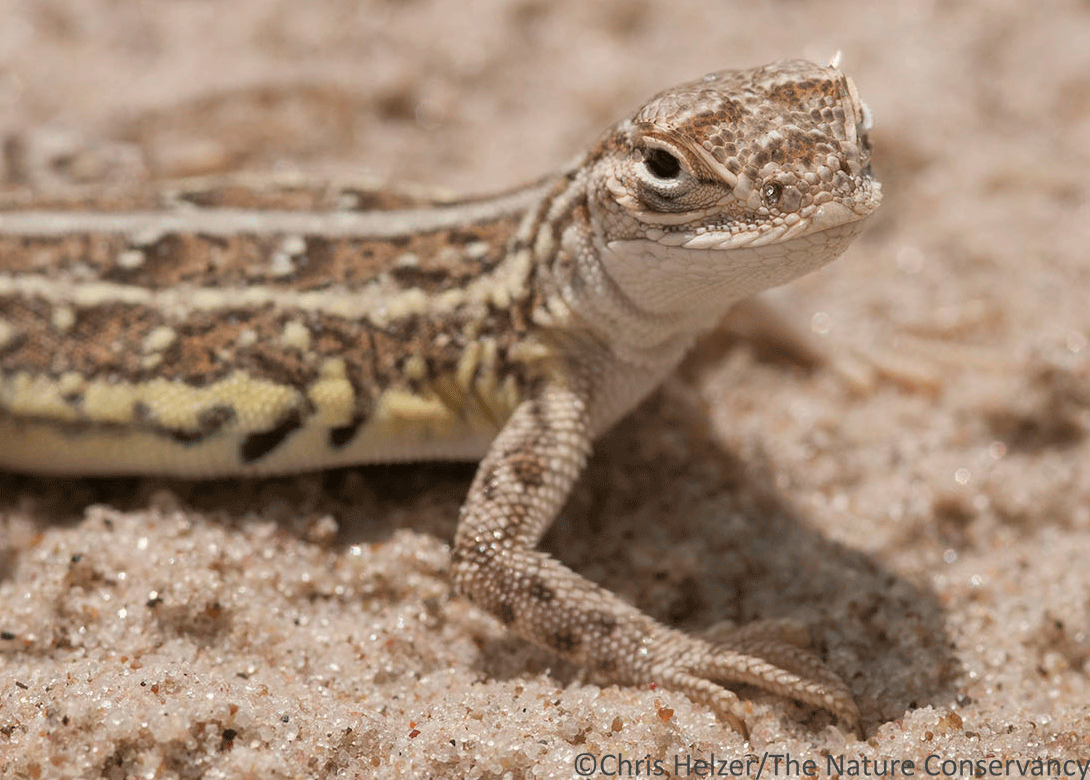 Photos of the Week – October 23, 2020 | The Prairie Ecologist