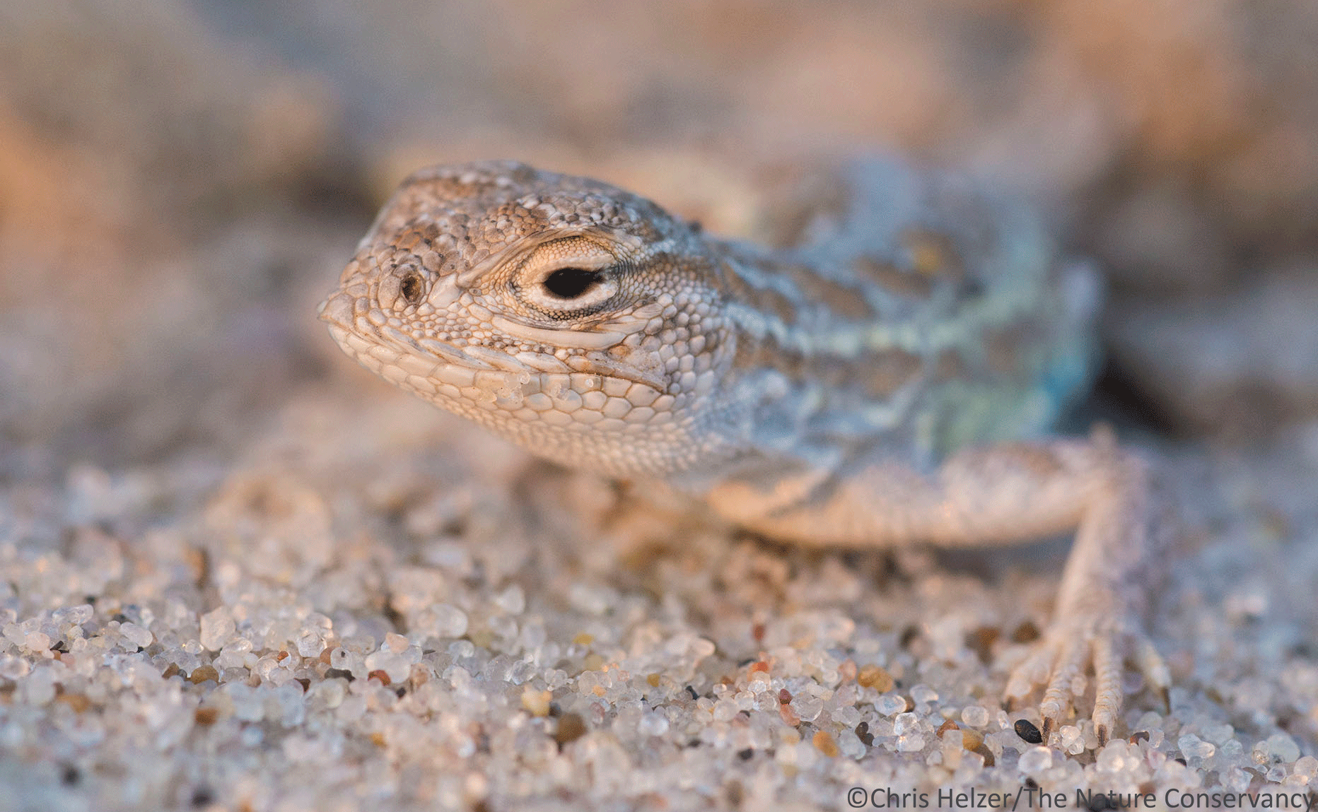 Photos of the Week – October 23, 2020 | The Prairie Ecologist