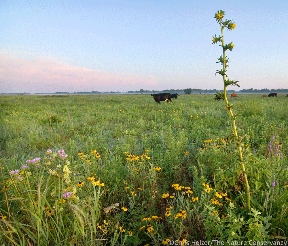 A Beginner’s Guide to Conservation Grazing – Part 1 | The Prairie Ecologist