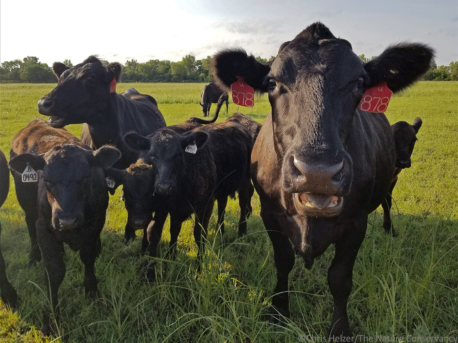 A Beginner’s Guide to Conservation Grazing – Part 1 | The Prairie Ecologist