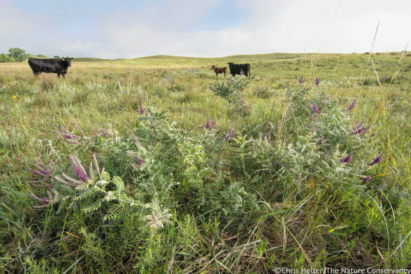 A Beginner’s Guide to Conservation Grazing – Part 2 | The Prairie Ecologist