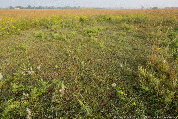 A Beginner’s Guide to Conservation Grazing – Part 2 | The Prairie Ecologist