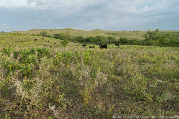 A Beginner’s Guide to Conservation Grazing – Part 1 | The Prairie Ecologist