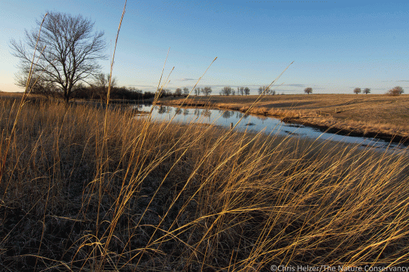The Beauty of Prairies in 2020 – March/April | The Prairie Ecologist