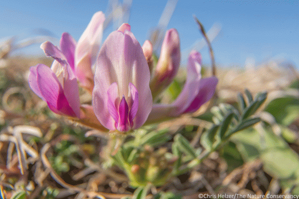 The Beauty of Prairies in 2020 – March/April | The Prairie Ecologist