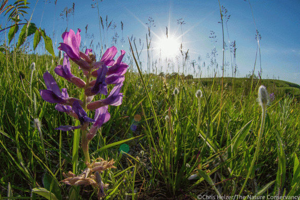The Beauty of Prairies in 2020 – May | The Prairie Ecologist