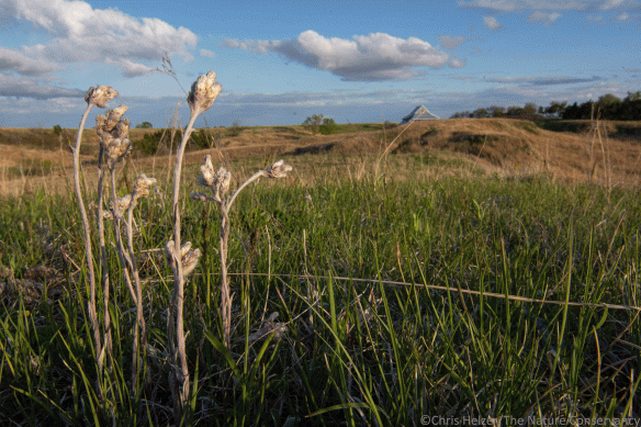 The Beauty of Prairies in 2020 – May | The Prairie Ecologist