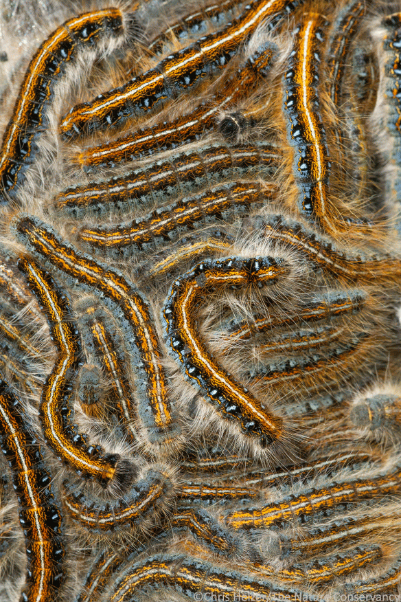 The Beauty of Prairies in 2020 – May | The Prairie Ecologist