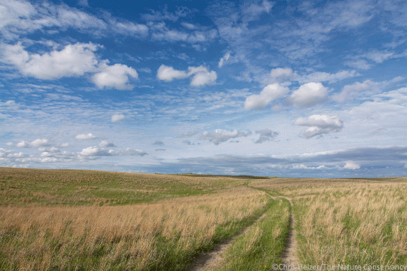 The Beauty of Prairies in 2020 – May | The Prairie Ecologist