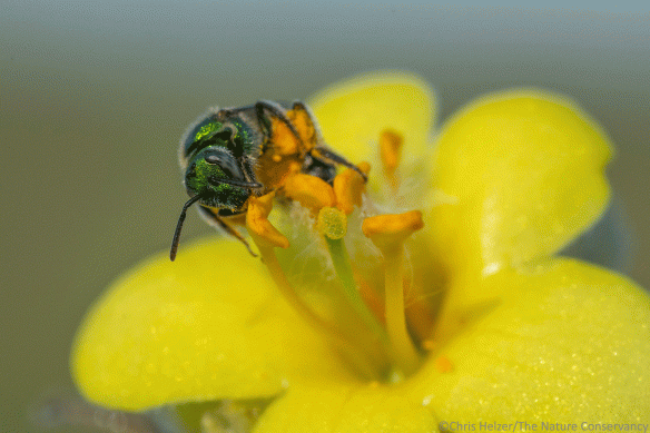 The Beauty of Prairies in 2020 – July | The Prairie Ecologist