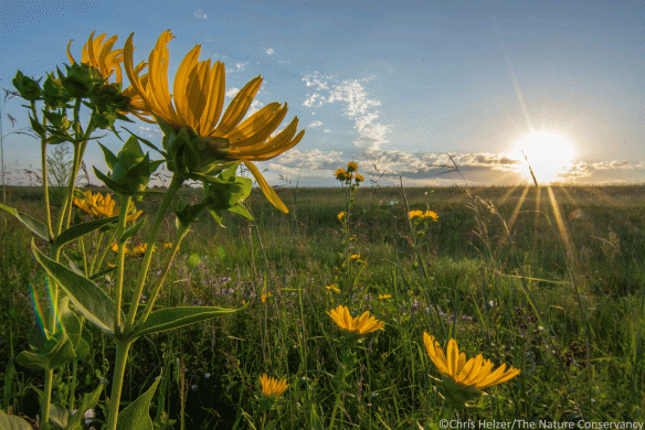 The Beauty of Prairies in 2020 – August | The Prairie Ecologist