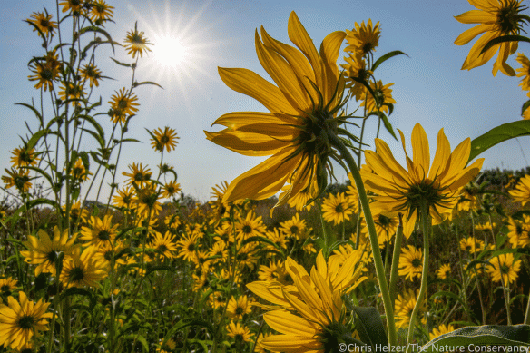 The Beauty of Prairies in 2020 – September | The Prairie Ecologist