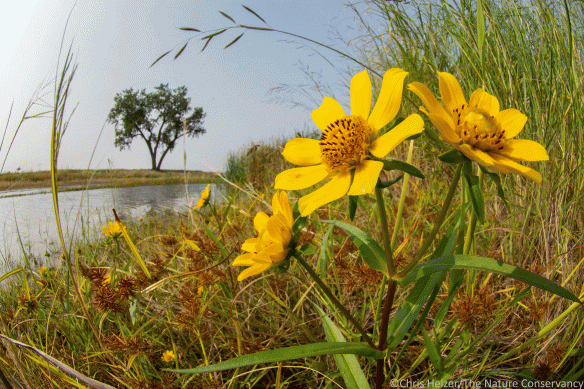 The Beauty of Prairies in 2020 – September | The Prairie Ecologist