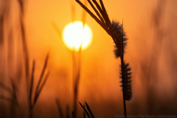 The Beauty of Prairies in 2020 – September | The Prairie Ecologist