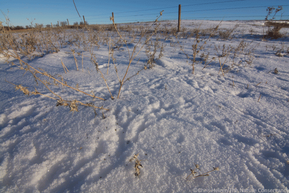 The Prairie Ecologist