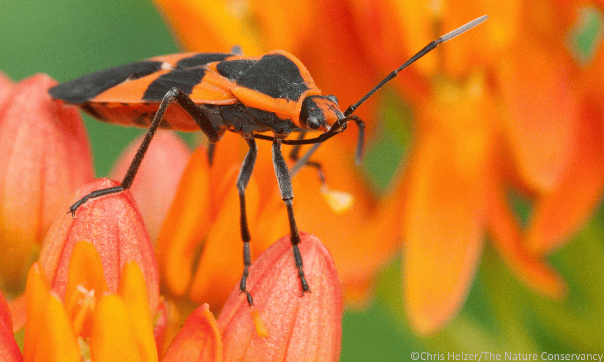 Milkweed Pollination: A Series of Fortunate Events | The Prairie Ecologist