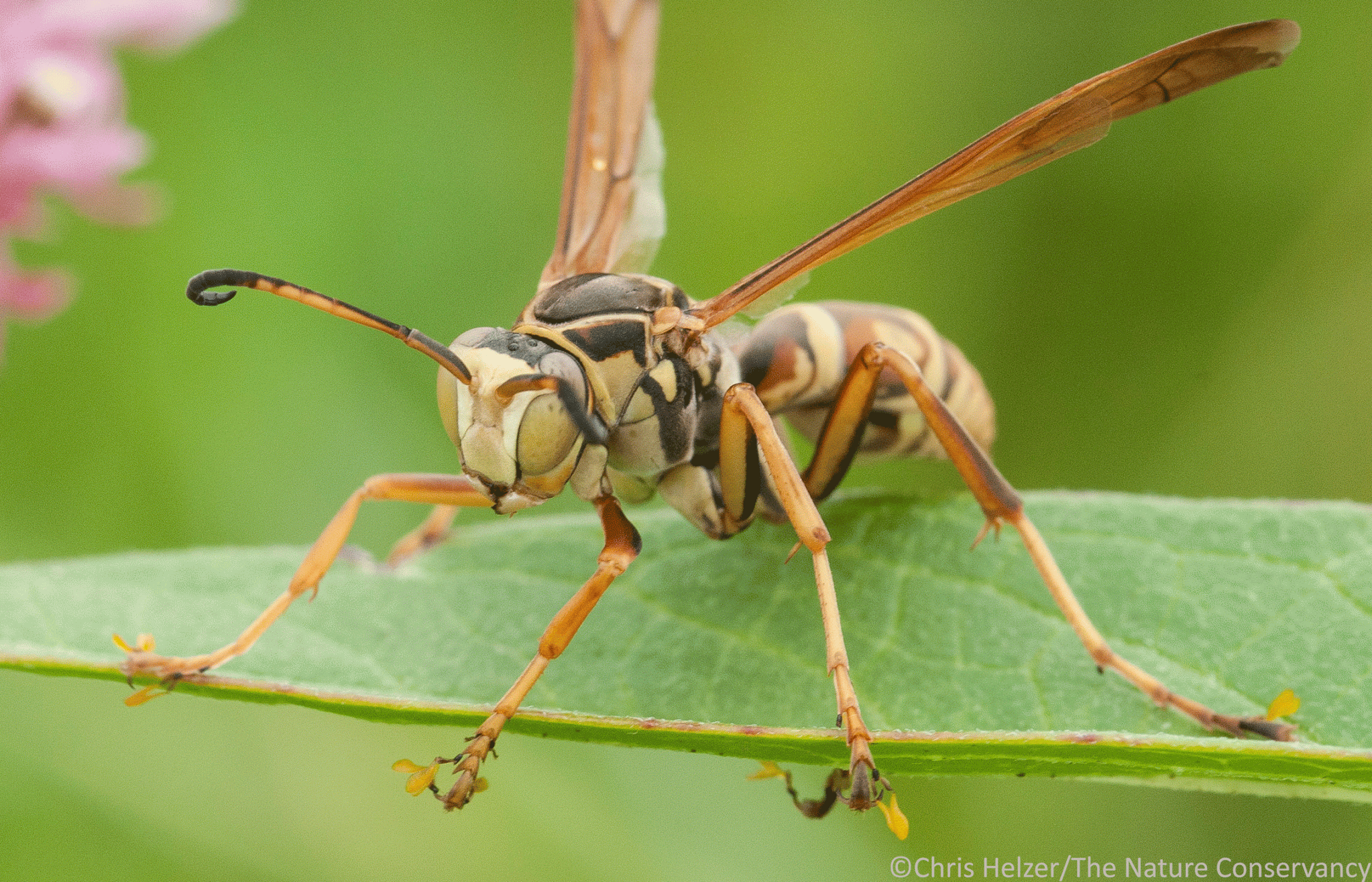 Milkweed Pollination: A Series of Fortunate Events | The Prairie Ecologist