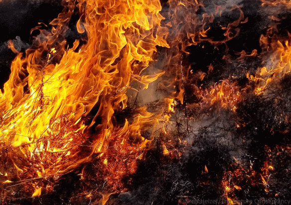 Is Fire Really Essential in Prairies? | The Prairie Ecologist