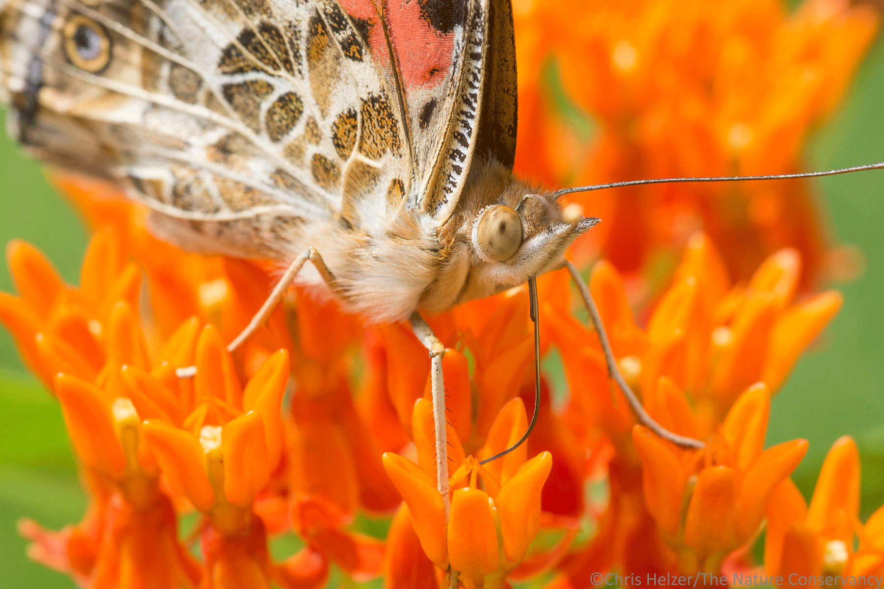 Milkweed Pollination: A Series of Fortunate Events | The Prairie Ecologist