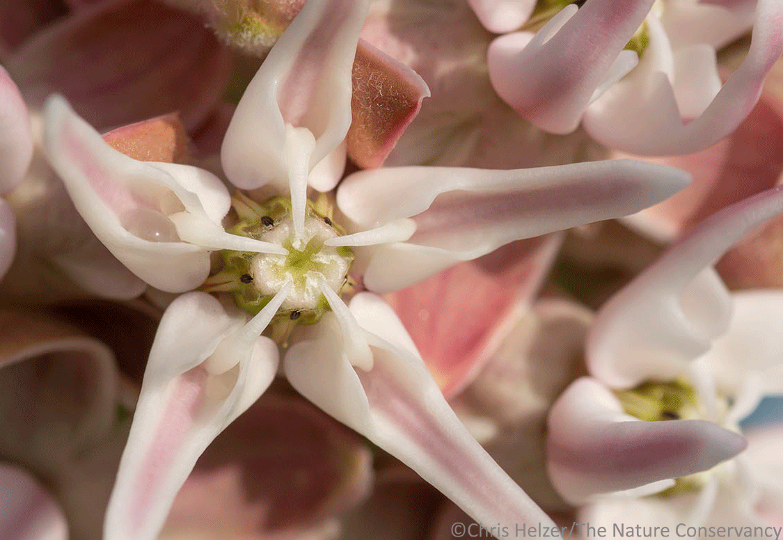 Milkweed Pollination: A Series of Fortunate Events | The Prairie Ecologist