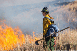 Is Fire Really Essential in Prairies? | The Prairie Ecologist