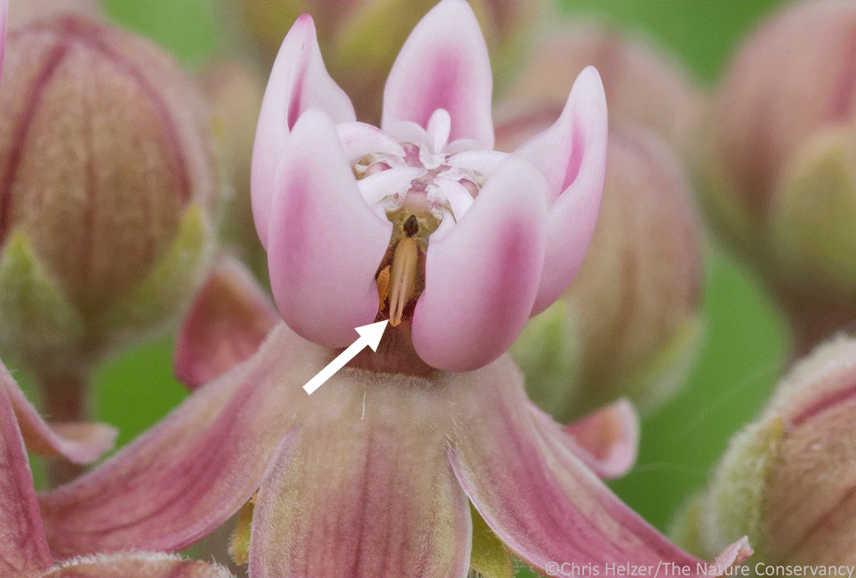 Milkweed Pollination: A Series of Fortunate Events | The Prairie Ecologist