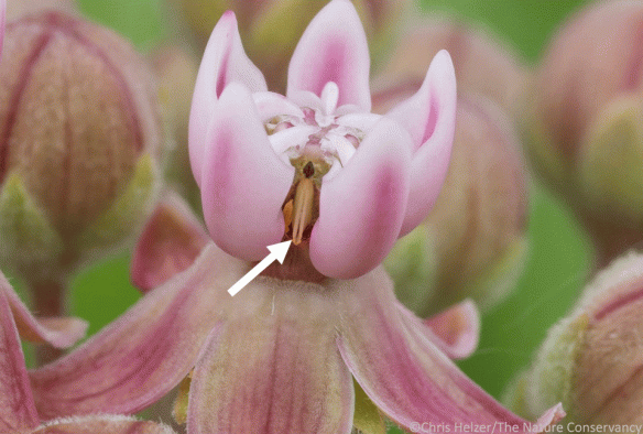 Milkweed Pollination: A Series of Fortunate Events | The Prairie Ecologist