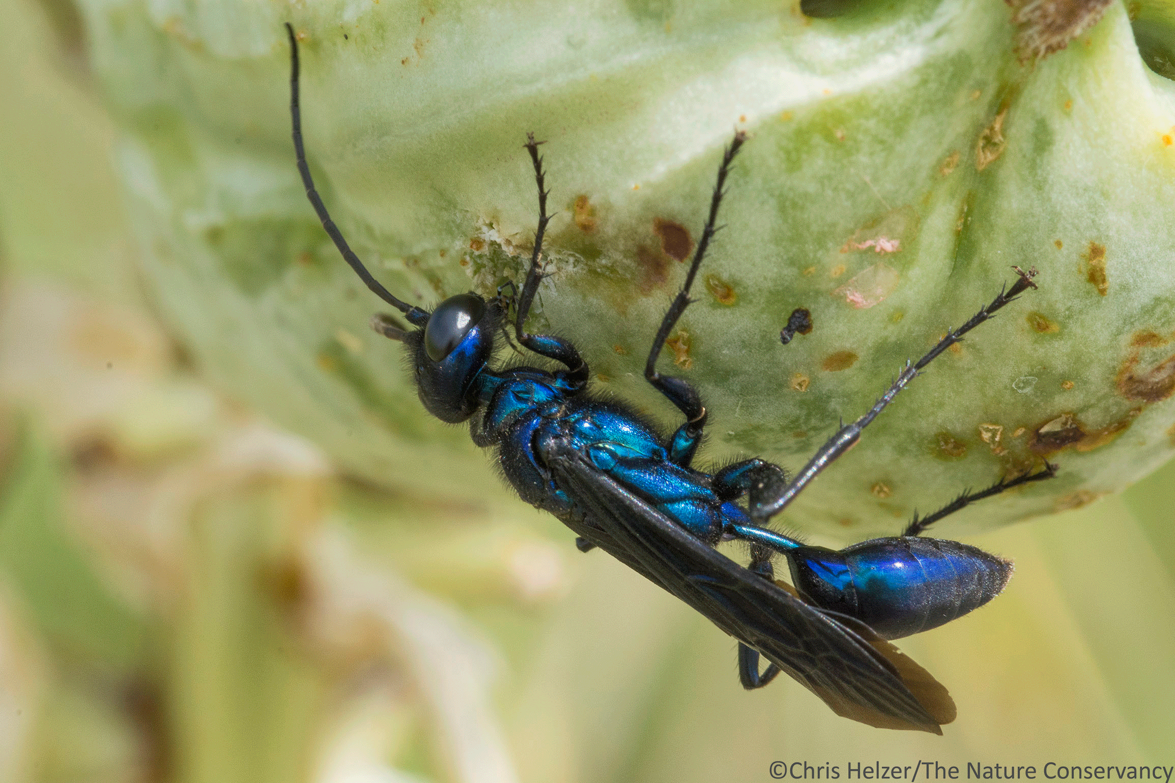 Wasps! | The Prairie Ecologist