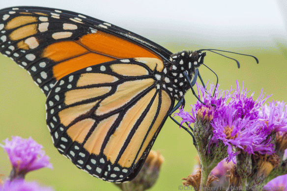 Be The Spark Plug | The Prairie Ecologist