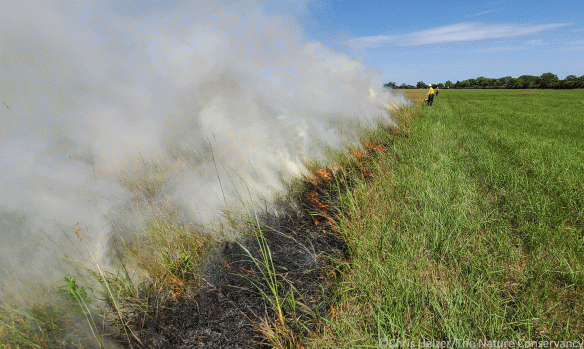 Prairie Management Tradeoffs – Prescribed Fire | The Prairie Ecologist