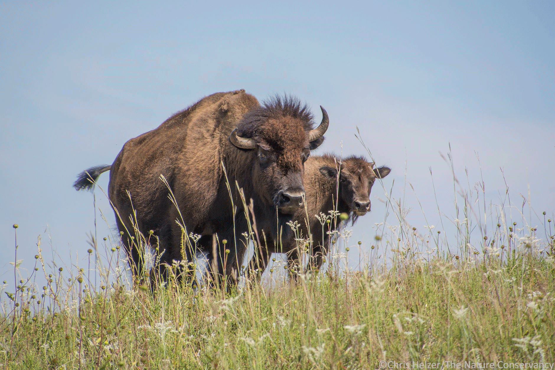 Wait… bison grazing is bad for grassland birds? | The Prairie Ecologist