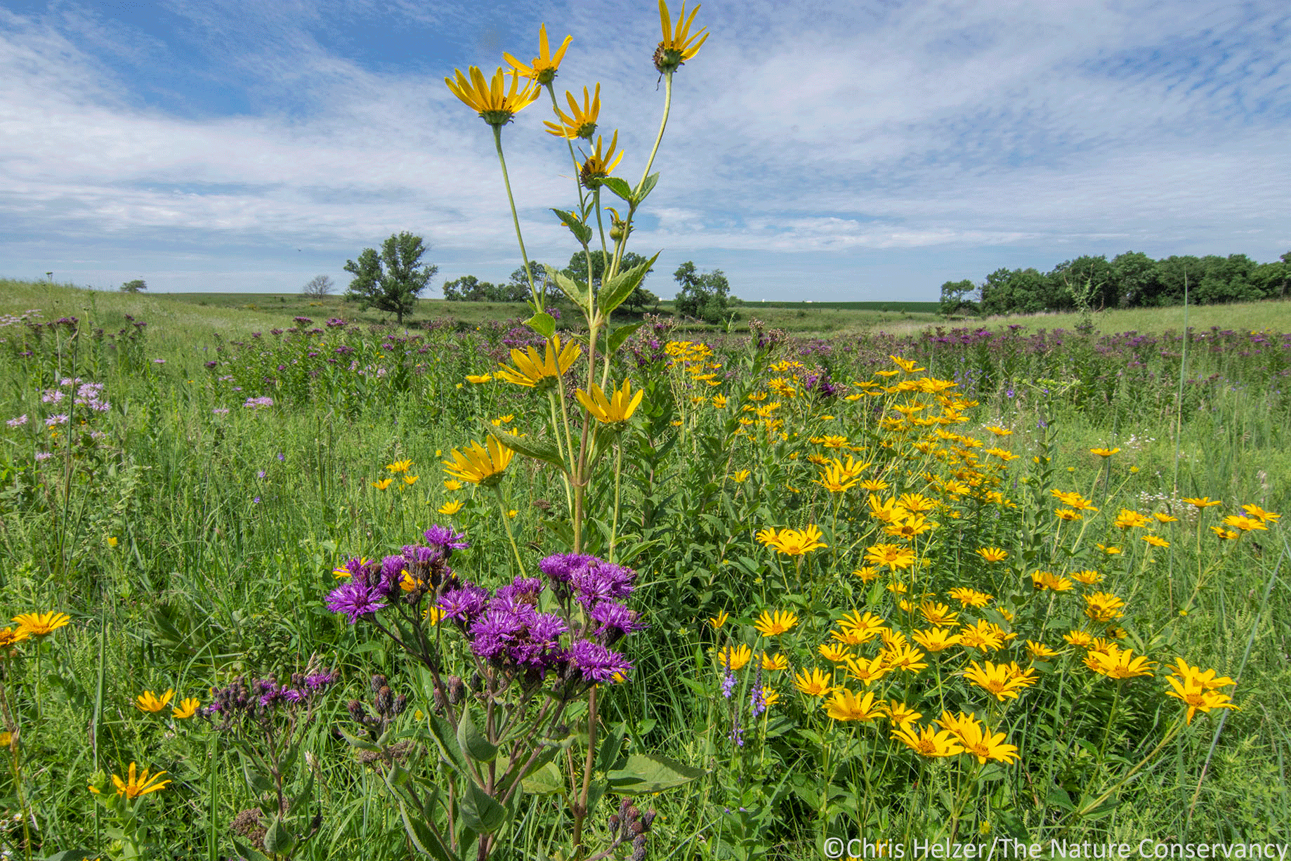 What They Don’t Want You To Know About Prairies – Part 1 | The Prairie ...