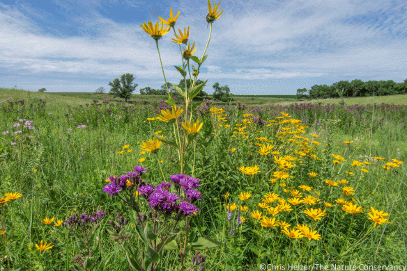 What They Don’t Want You To Know About Prairies – Part 1 | The Prairie ...