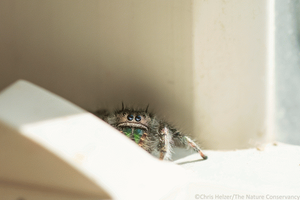 Our Family Spiders | The Prairie Ecologist