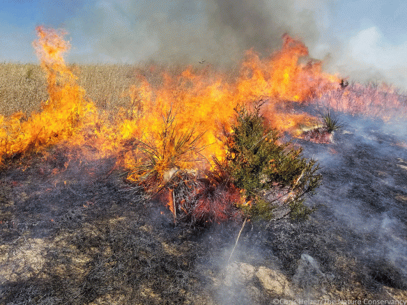 What’s the Best Burn Schedule for Prairies? | The Prairie Ecologist