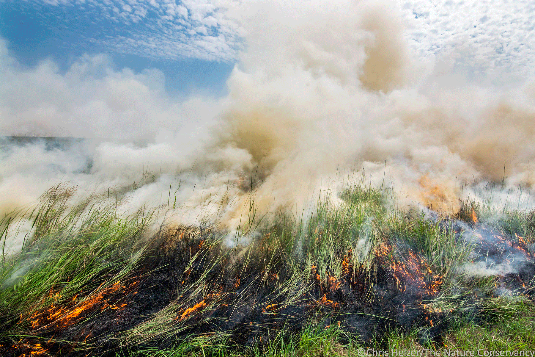 What’s the Best Burn Schedule for Prairies? | The Prairie Ecologist