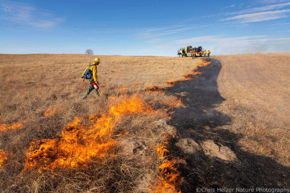 Advice for Future Prairie Conservationists | The Prairie Ecologist