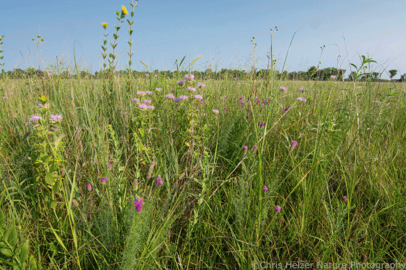 Prairie Referees? | The Prairie Ecologist