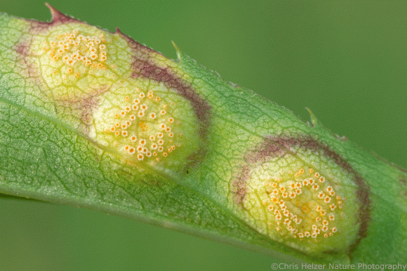 A Galling Discovery | The Prairie Ecologist