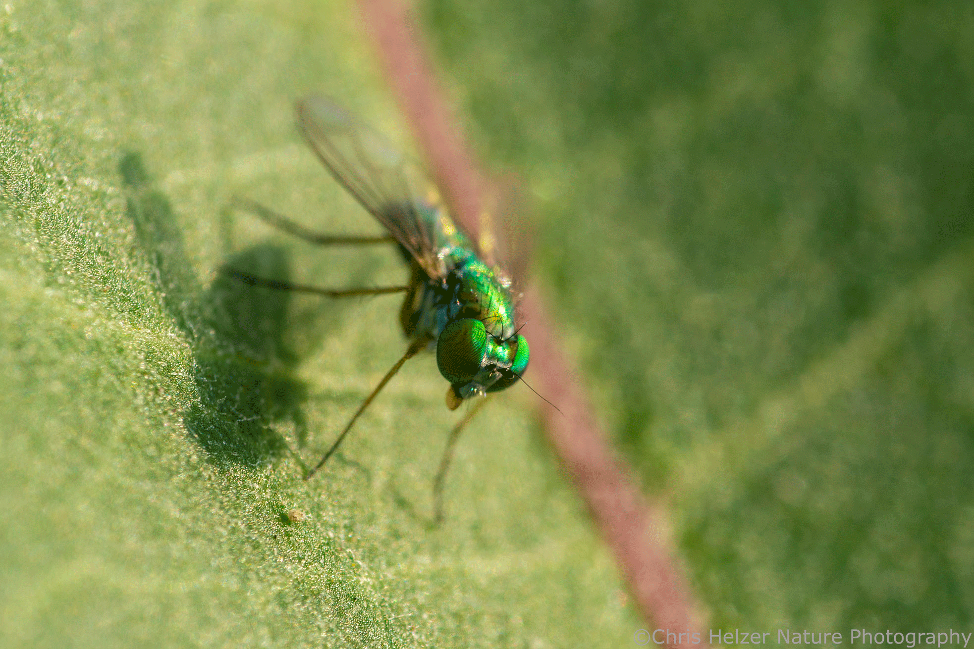 The Milkweed Gang | The Prairie Ecologist