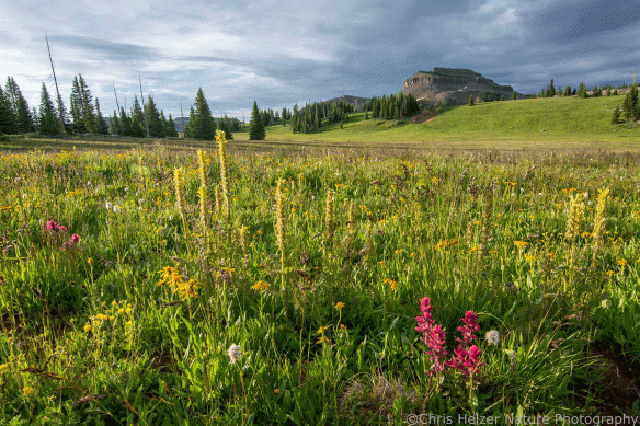 Prairie in the Sky – The Flat Tops Wilderness | The Prairie Ecologist