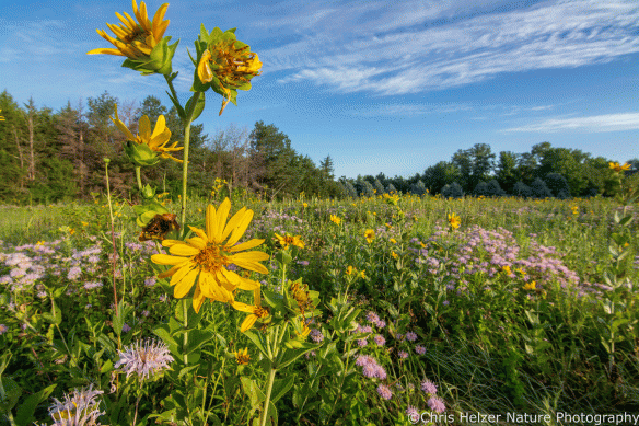 Land Stewardship, Objectively Speaking | The Prairie Ecologist
