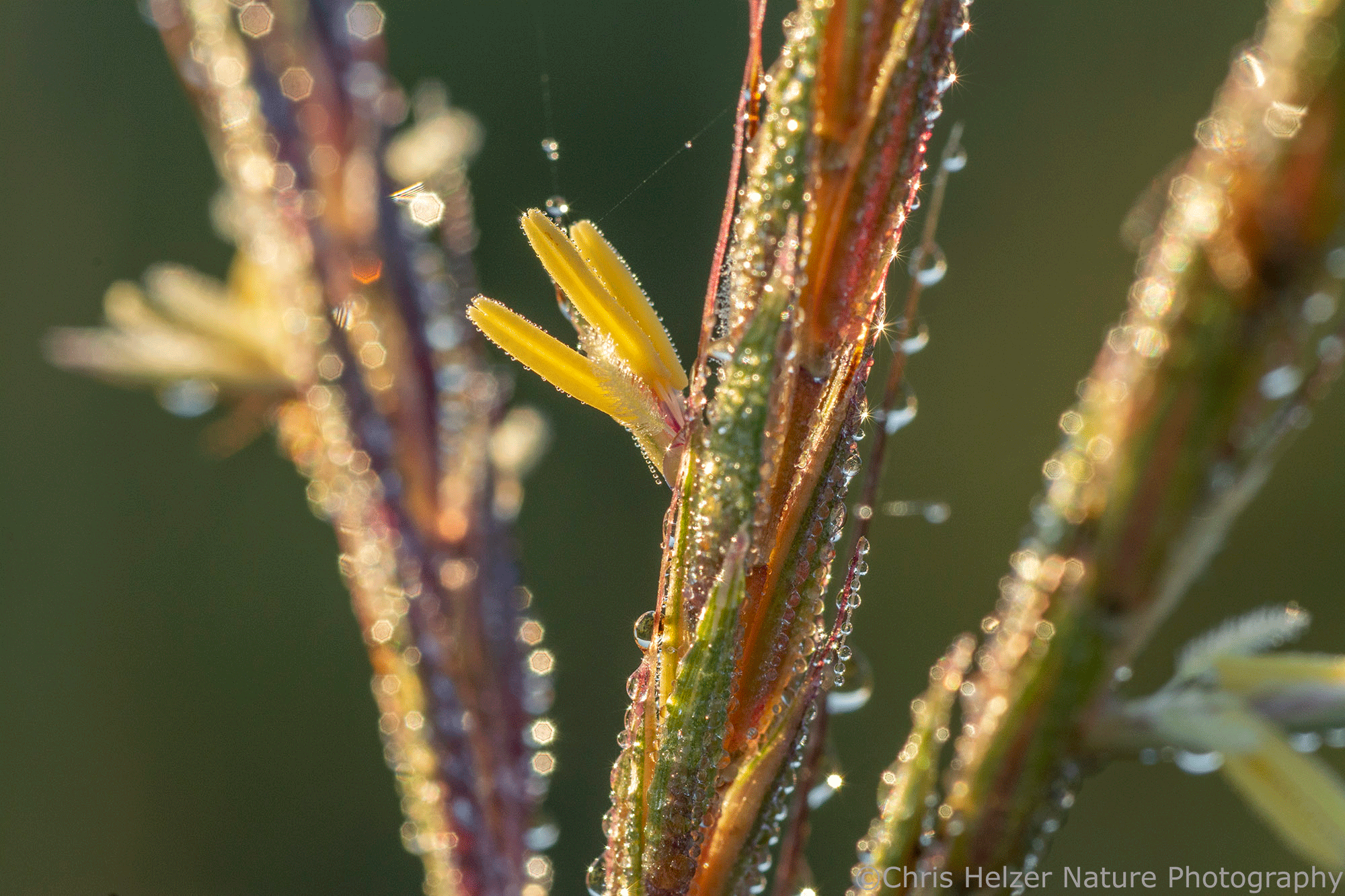 Photos of the Week – August 22, 2022 | The Prairie Ecologist