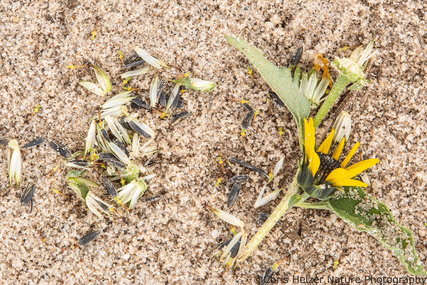 Remembering the Immense Value of Prairie Seeds | The Prairie Ecologist