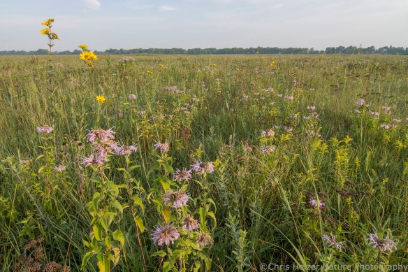 Evaluating Prairie Restoration/Reconstruction From The Right ...