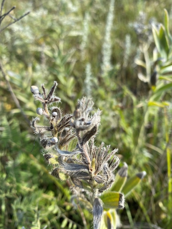 Hubbard Fellowship Post – Emma Rhapsodizes About Seeds | The Prairie ...