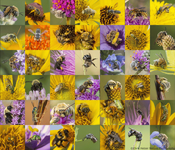 Counting Bees and The Bees That Count | The Prairie Ecologist