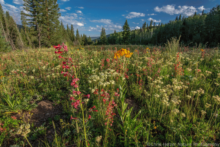 The Prairie Ecologist | Essays, photos, and discussion about prairie ...